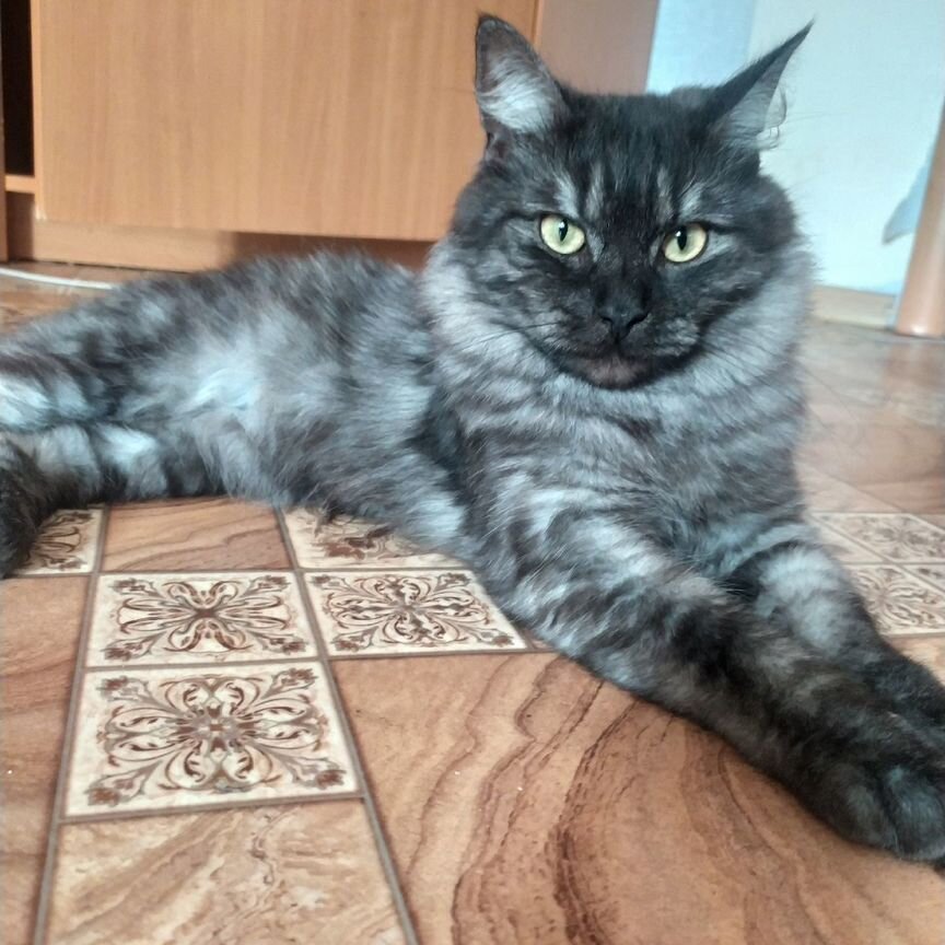 Котик