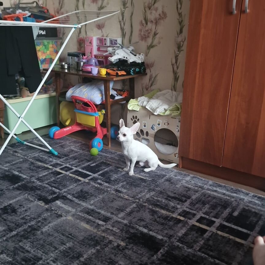 Вязка чихуахуа