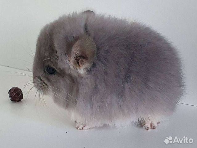Фиолетовая ангорская шиншилла девочка 2 мес