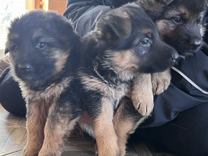 Немецкая овчарка