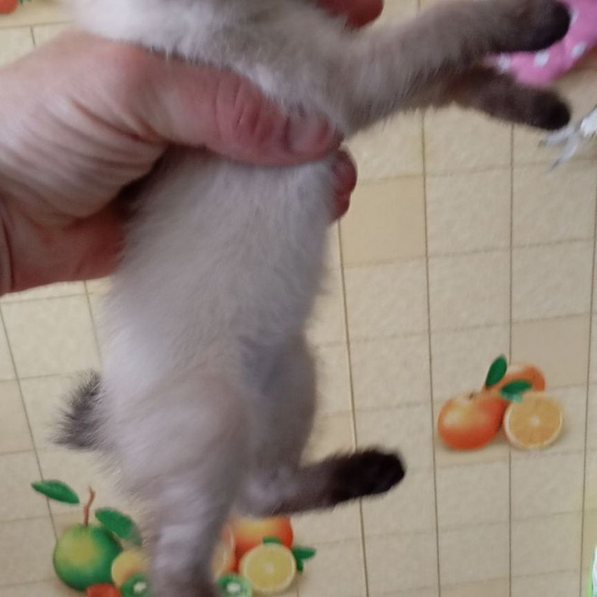 Весёлые котята