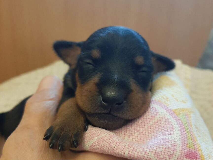 Цвергпинчеры ч-п