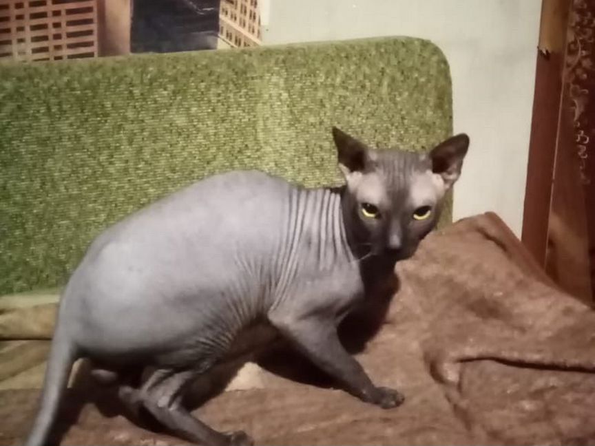 Канадский сфинкс браш вязка