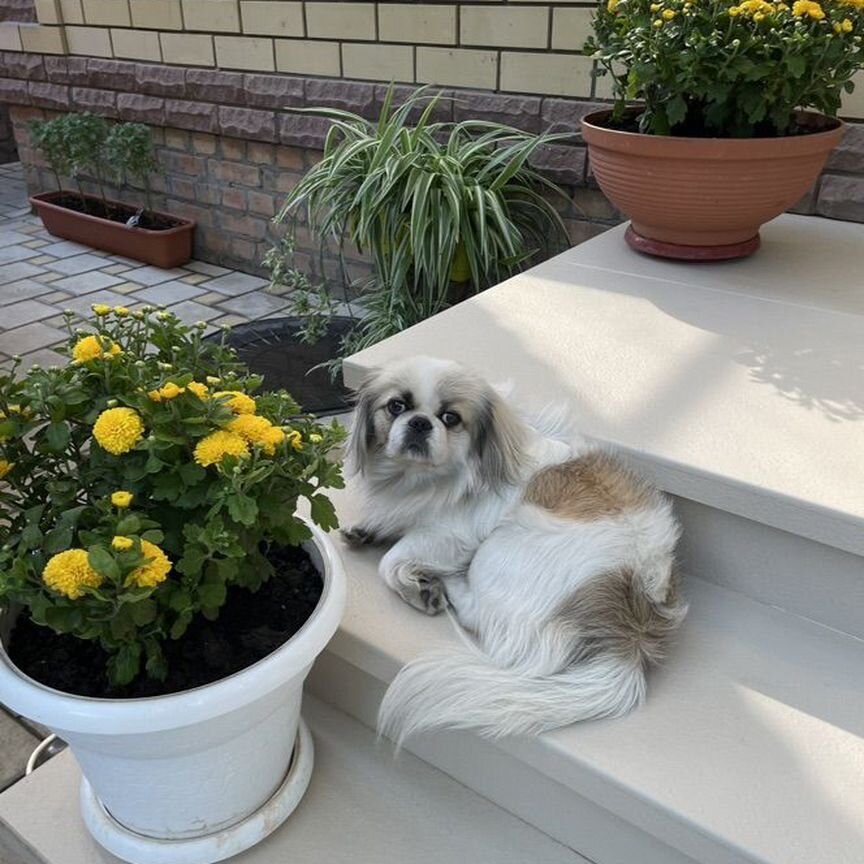 Пикинес вязка