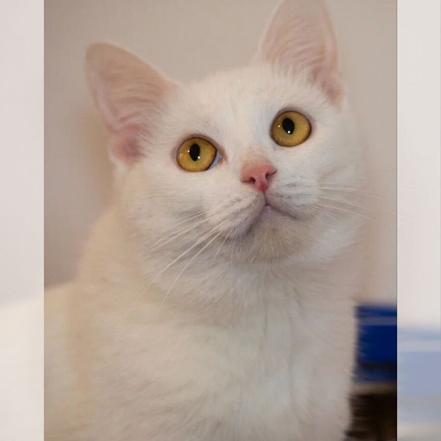 Коты и кошки из приюта в добрые руки