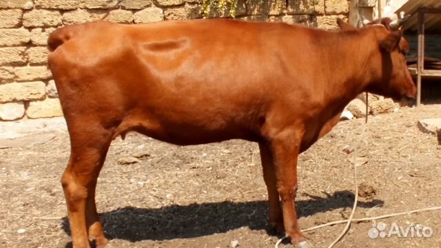 Продам телку 2 года