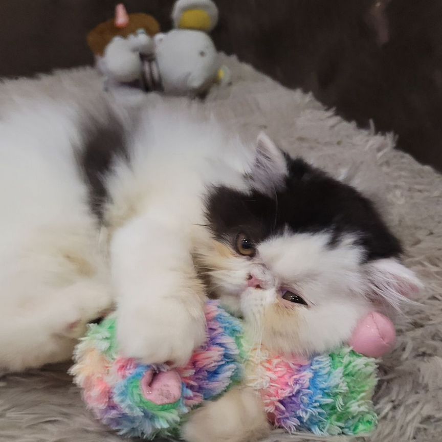 Персидский котёнок