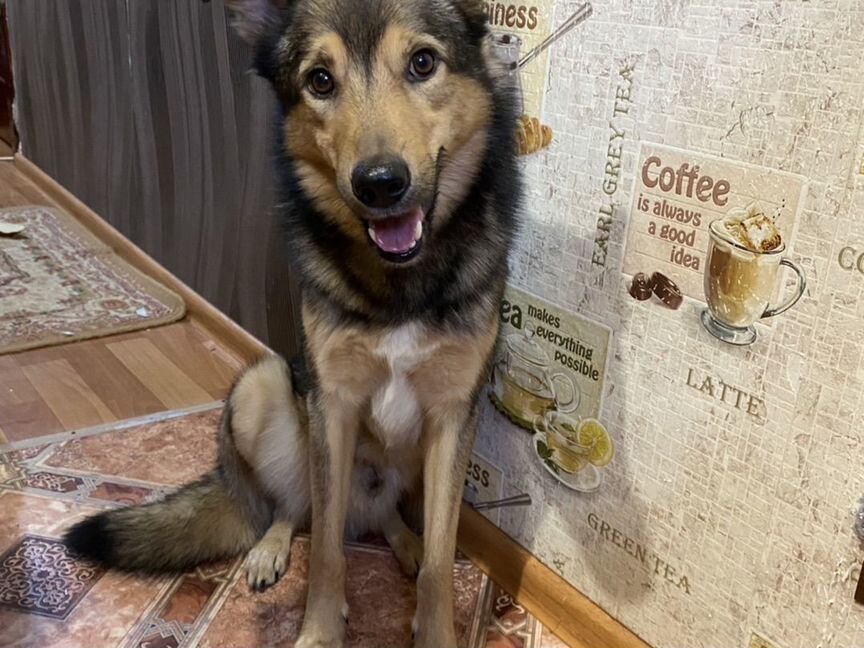 Собака Дик лучший друг