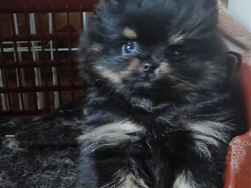 Красивый померанчик