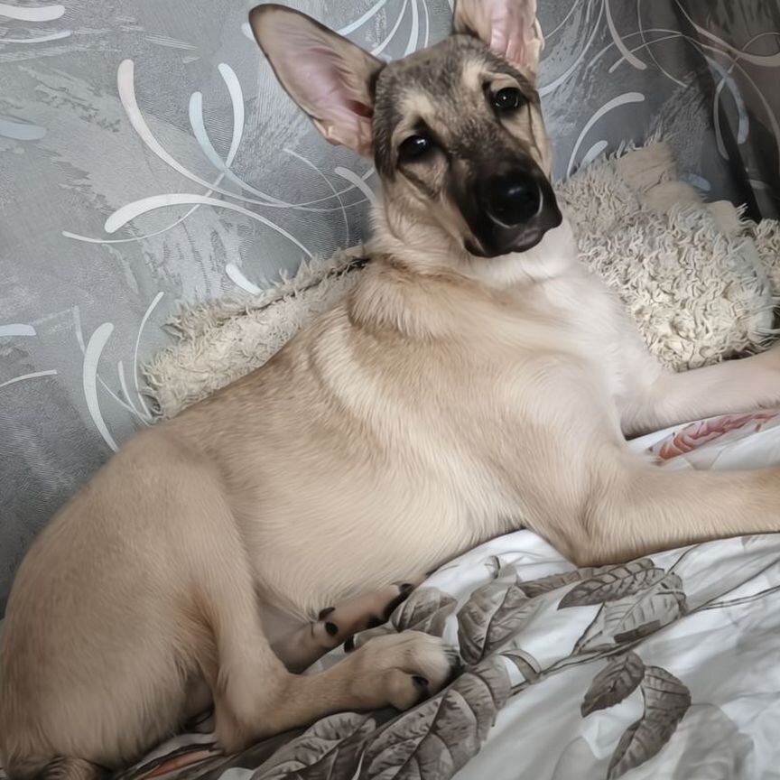 Щенок в добрые руки