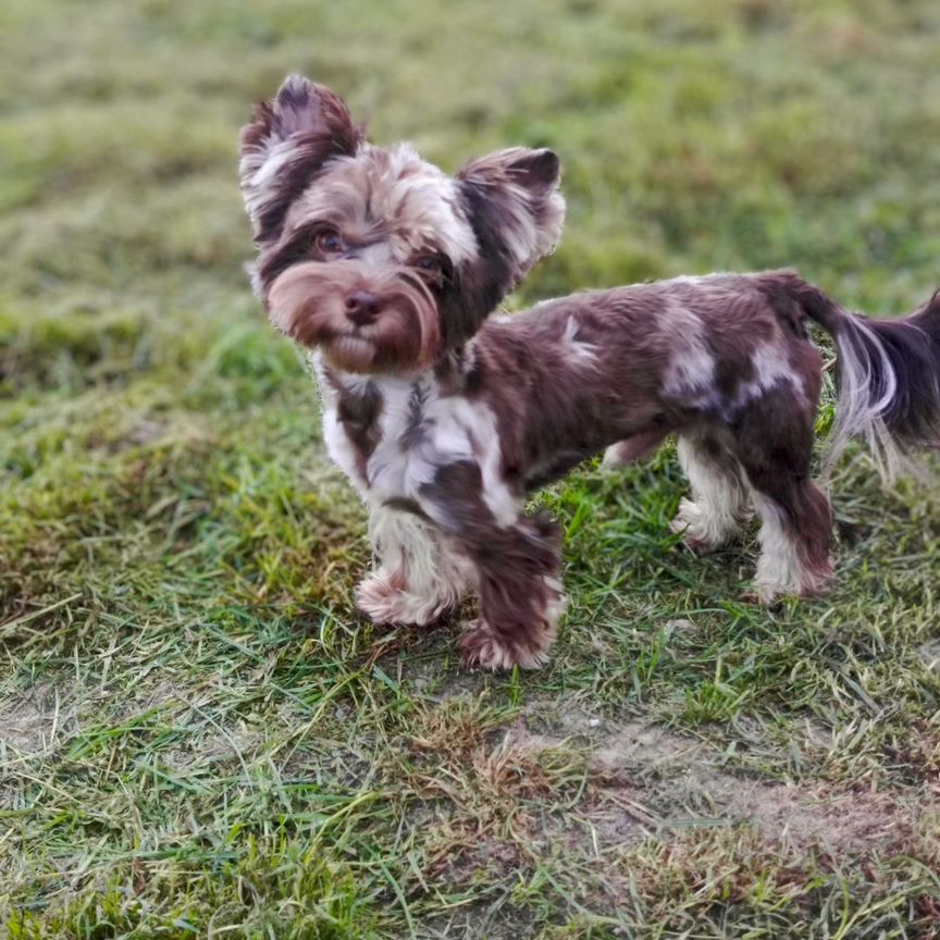 Красавчик Шоколадный мрамор