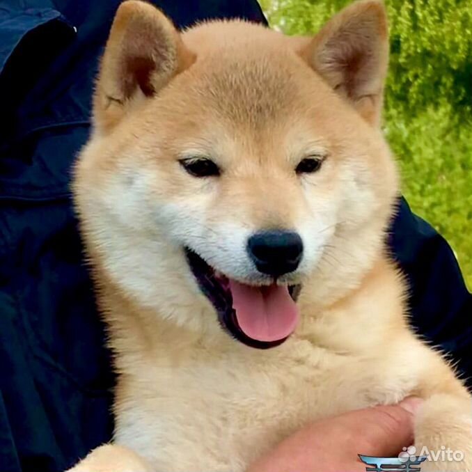Красивая девочка сиба ину с прекрасным характером