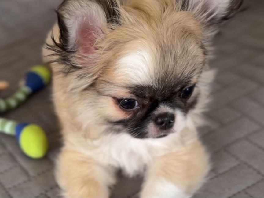 Чиходевочка- чихуахуа