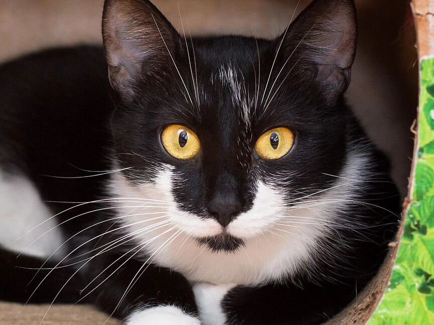 Кошка 1 год, стерилизована