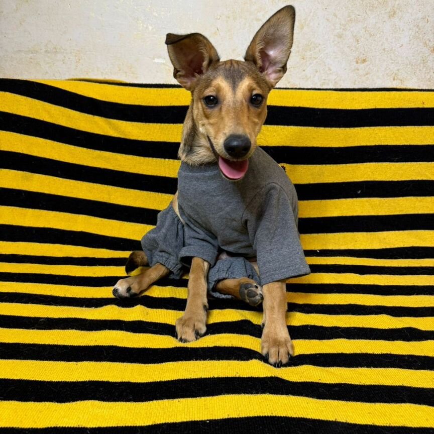 Не большая собака