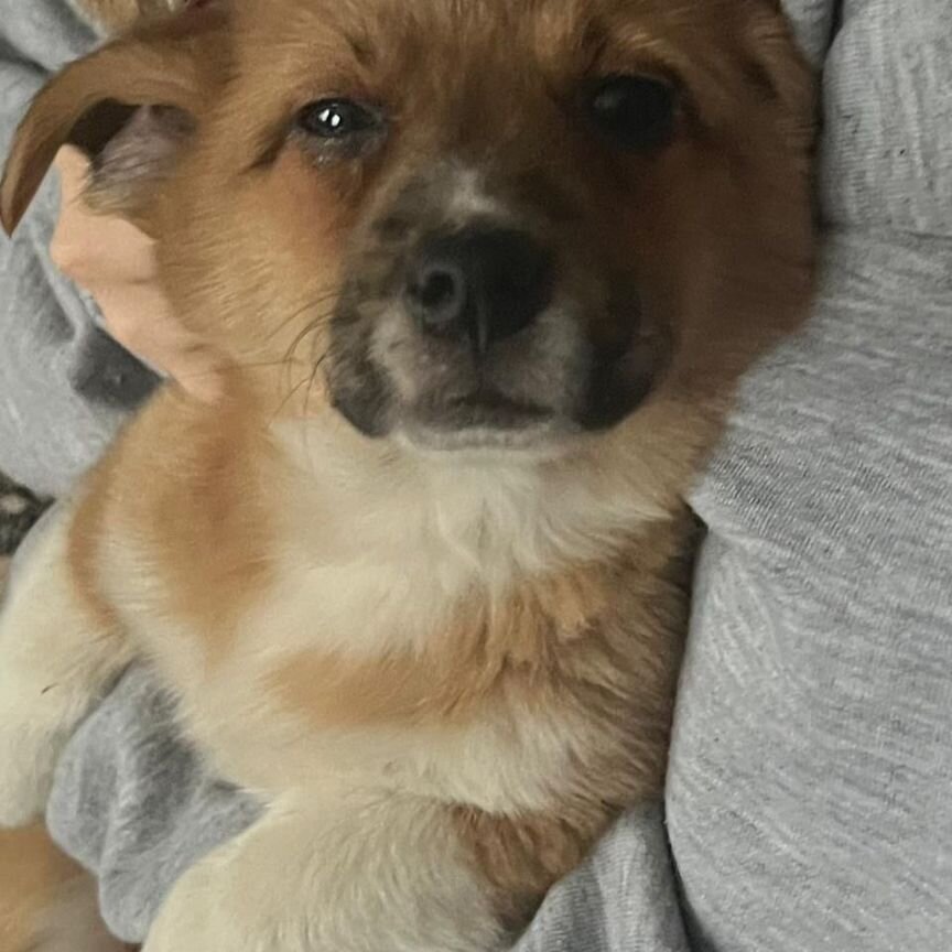 Отдадим шенков в добрые руки