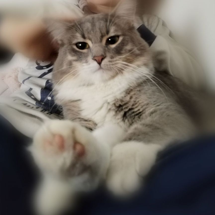 Отдам молодого котика в добрые руки