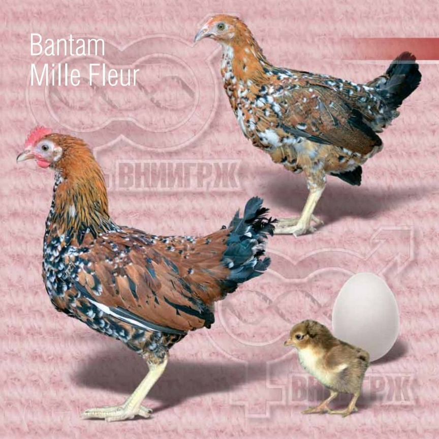 Ситцевая бентамка цыплята