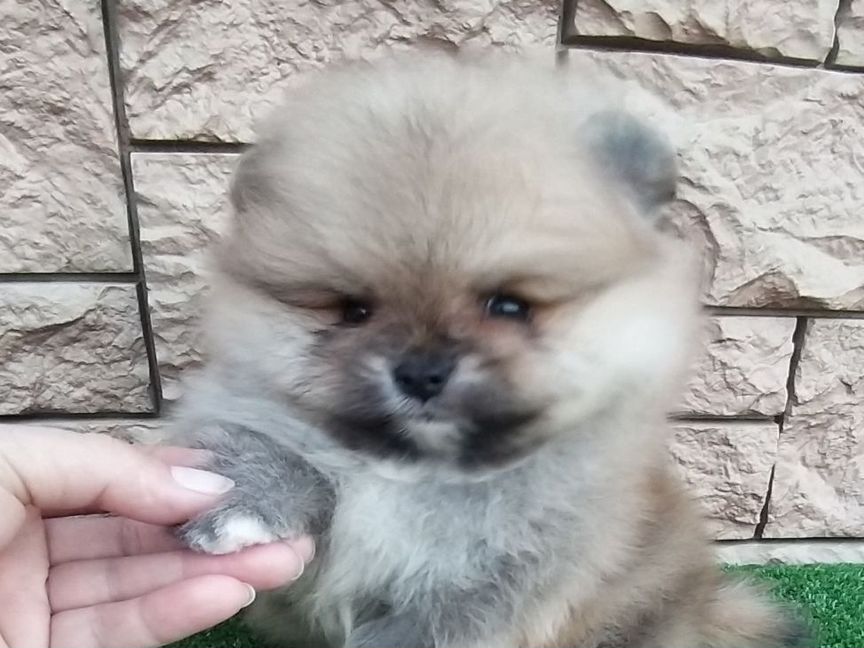 Мини медвежонок