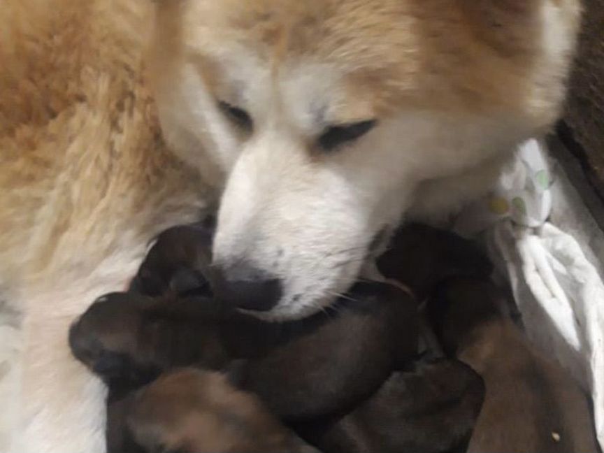 Щенки акита ину и немецкой овчарки - Шепкиты