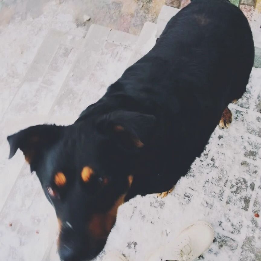 Найдена собака