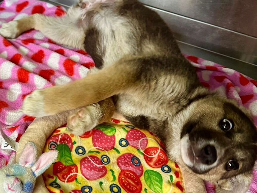 Щенок в добрые руки