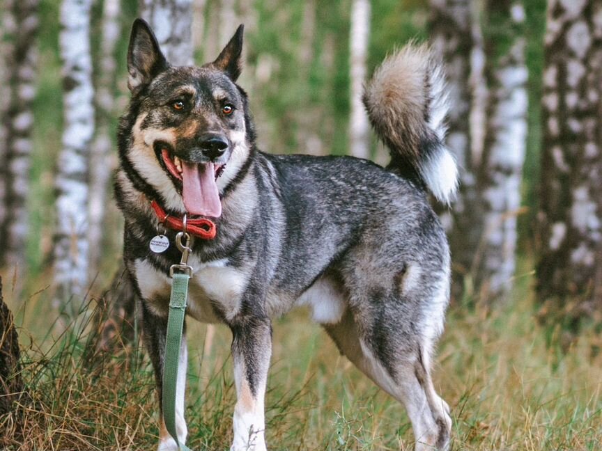 Байкал ищет дом