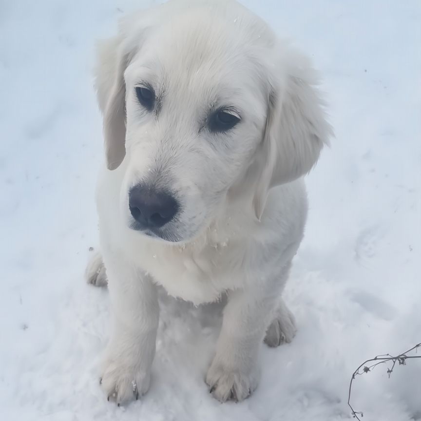 Золотистый ретривер, щенок