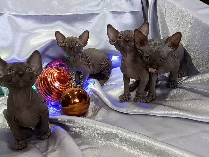 Канадский сфинкс