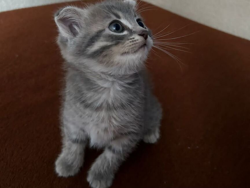 Милые котята