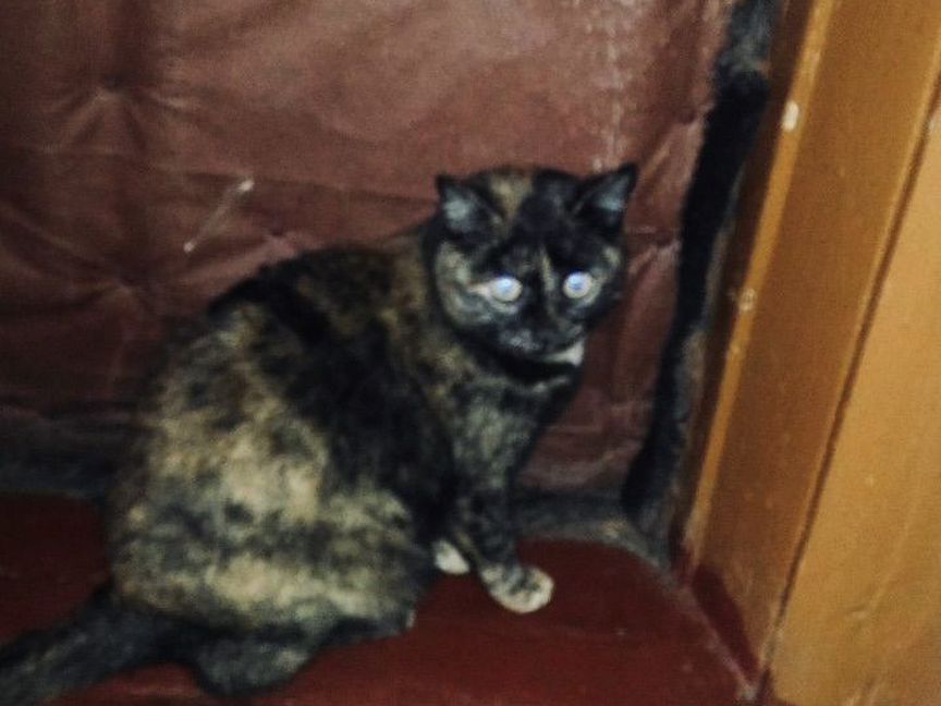 Кошечка в добрые руки