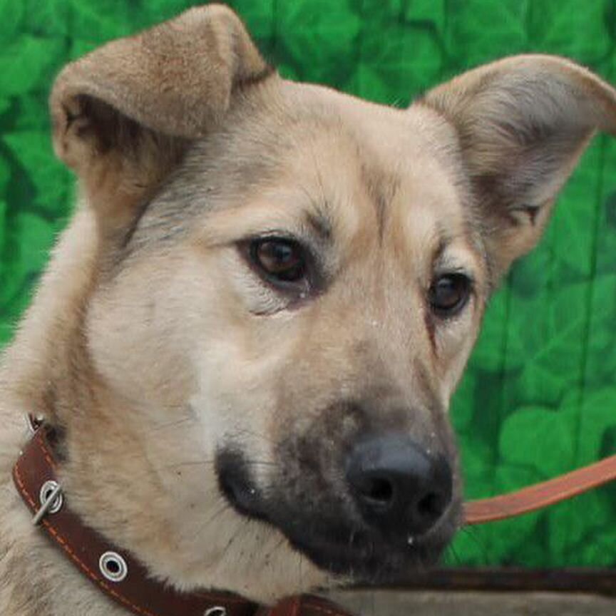 Взрослая собака в добрые руки