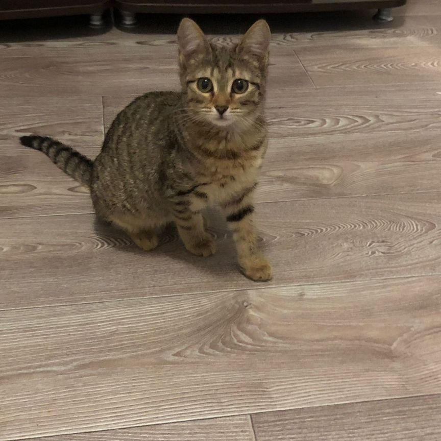 Маленькие родственники тигров в дар