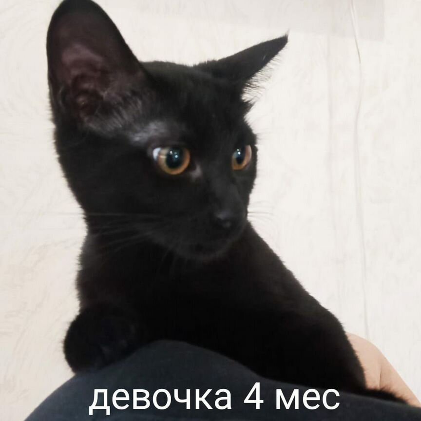 Котенок Феня в беде