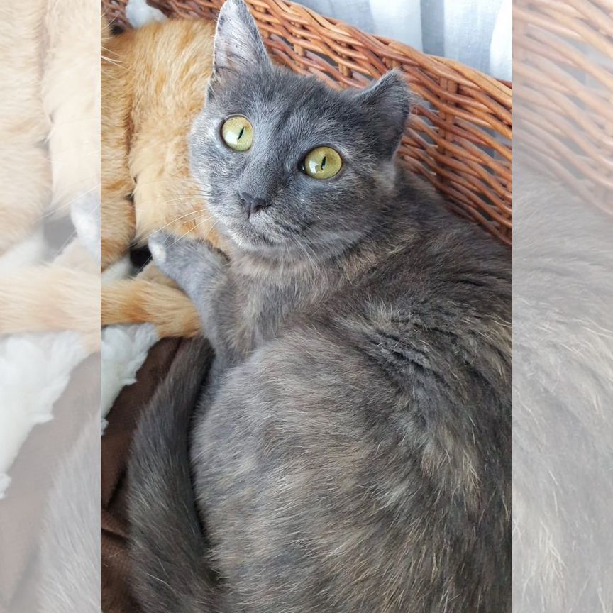 Кошечка