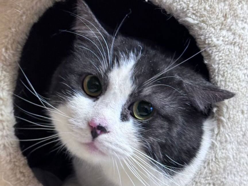 Бывшедомашний кот Батон оказался в приюте