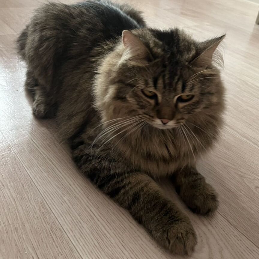 Взрослый кот в добрые руки