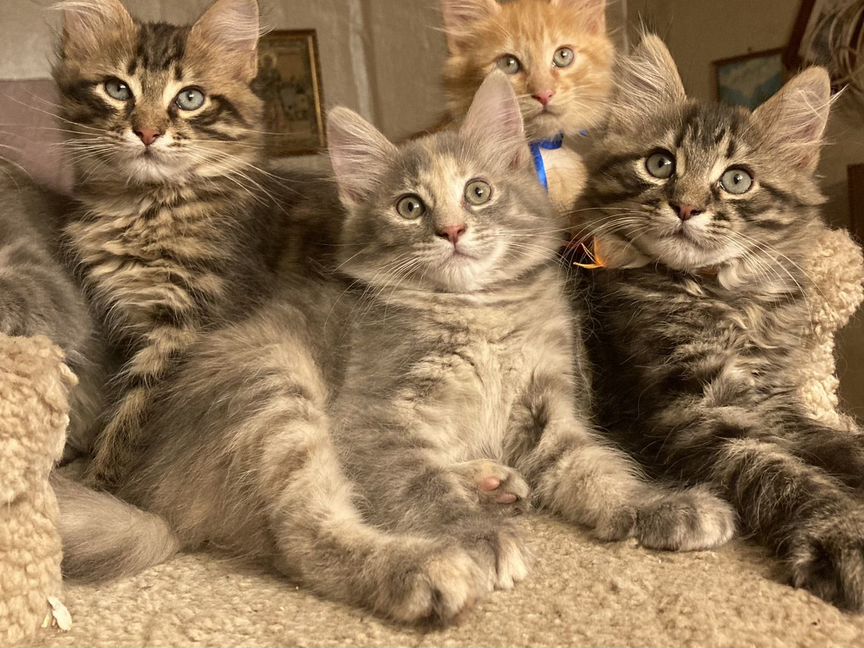 Сибирские Котята