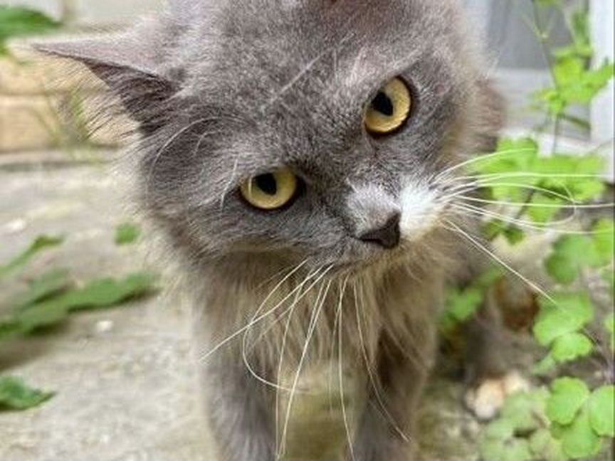 Котик Певун