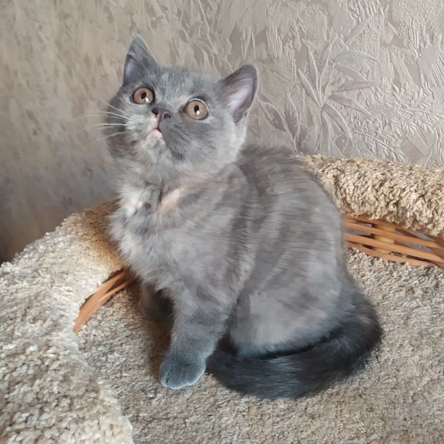 Голубо- кремовая девочка