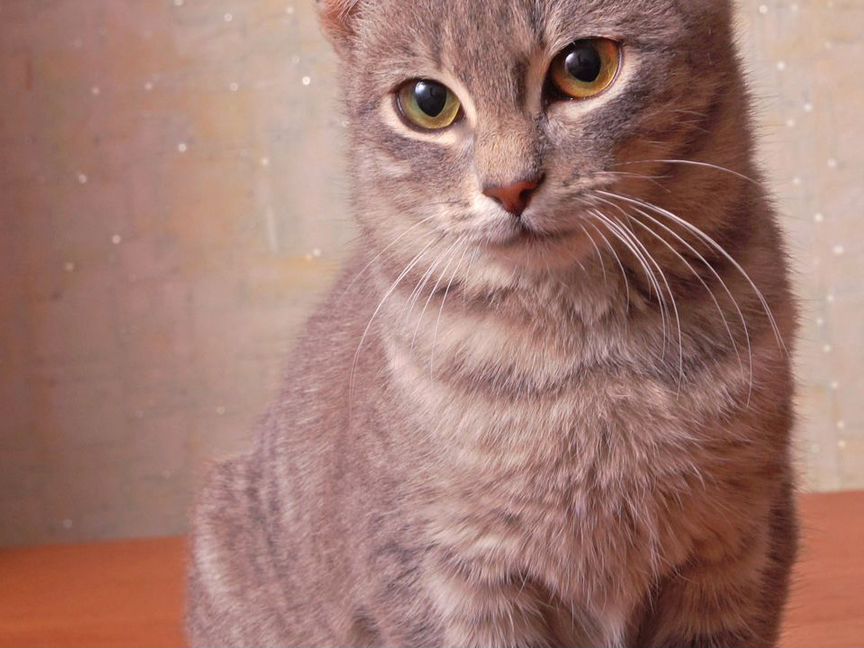 Мурлыка ласковая ищет дом