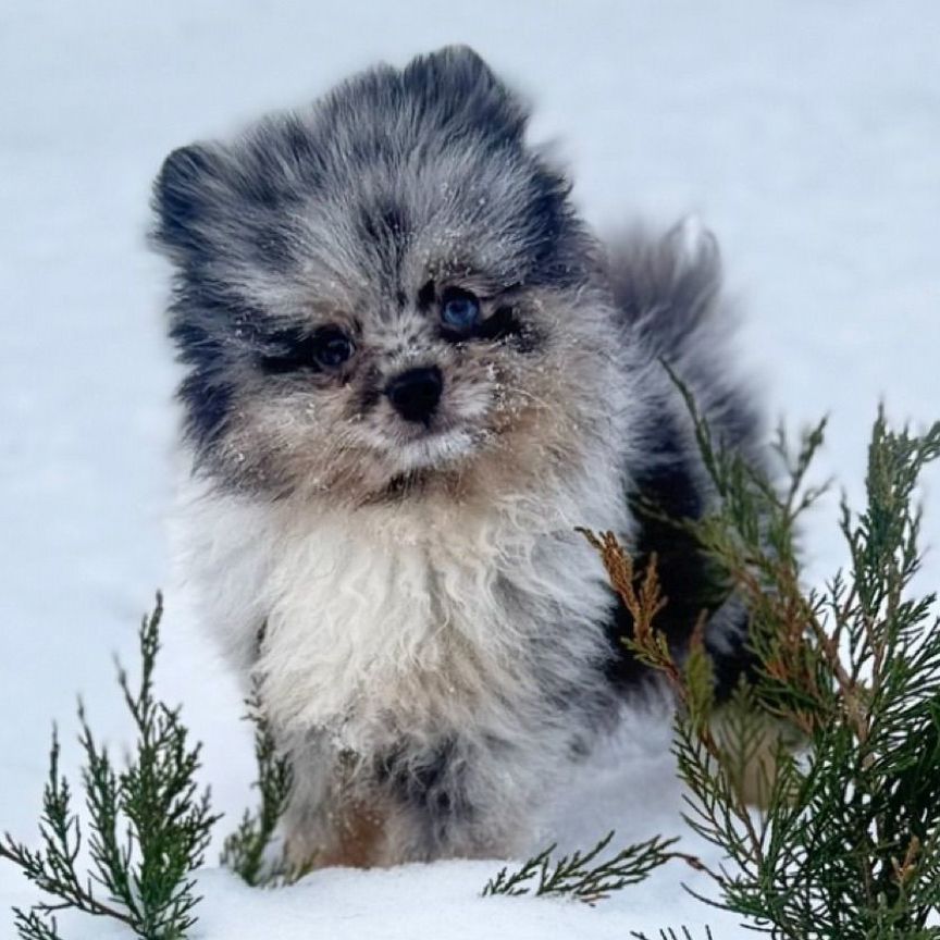 Померанский шпиц голубоглазый