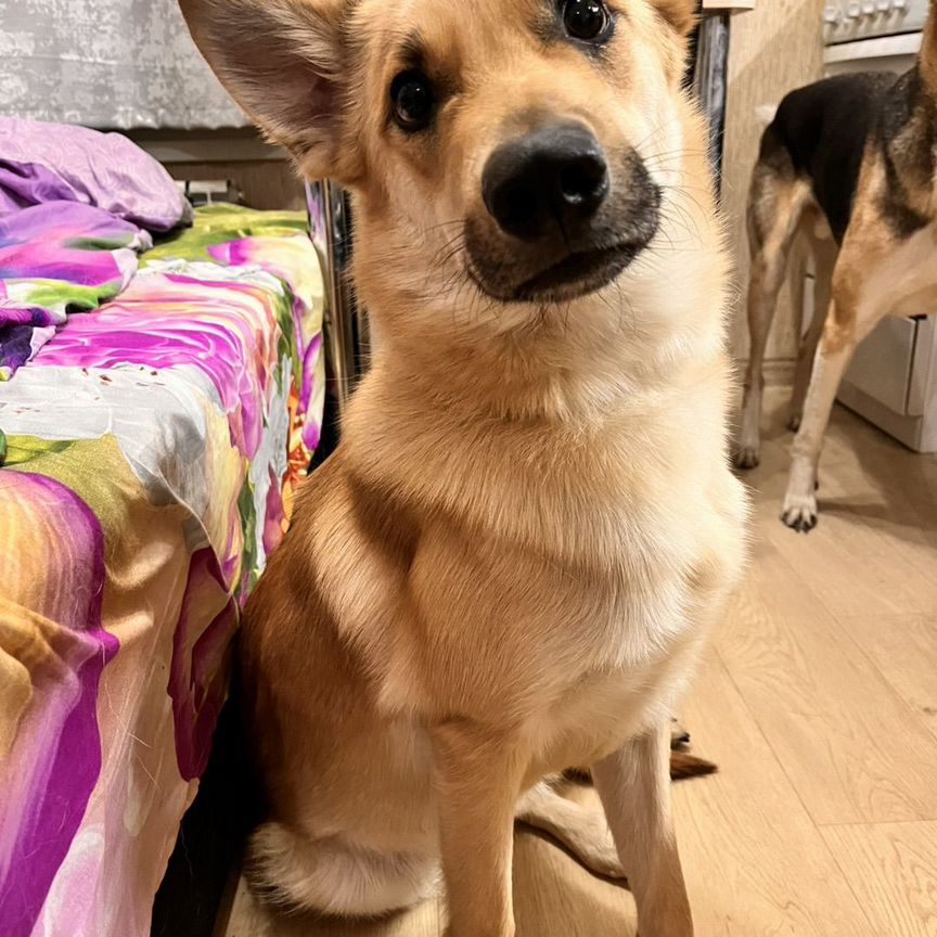 Собака в добрые руки