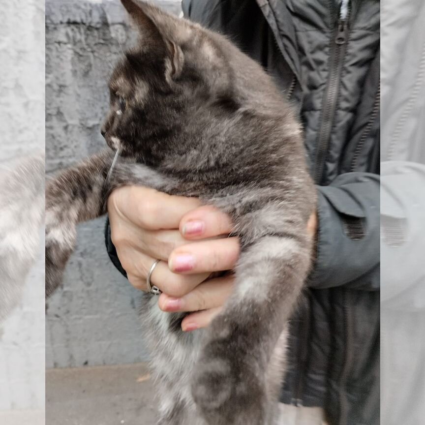 Бездомный котёнок (девочка) ищет собственного чело