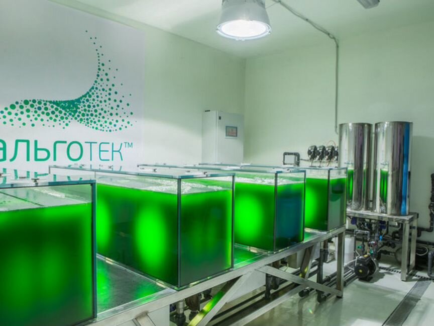 Суспензия хлореллы