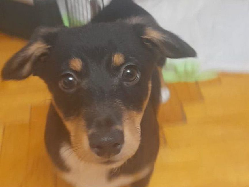 Собака джек рассел