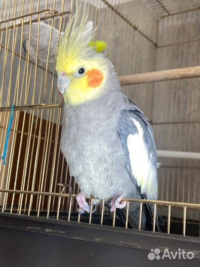 Попугай корелла