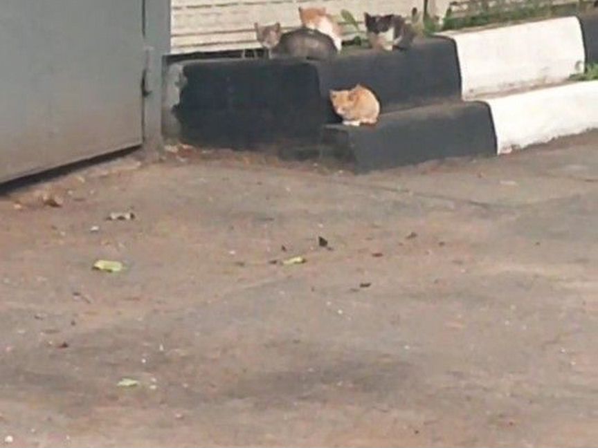 Котята в добрые руки