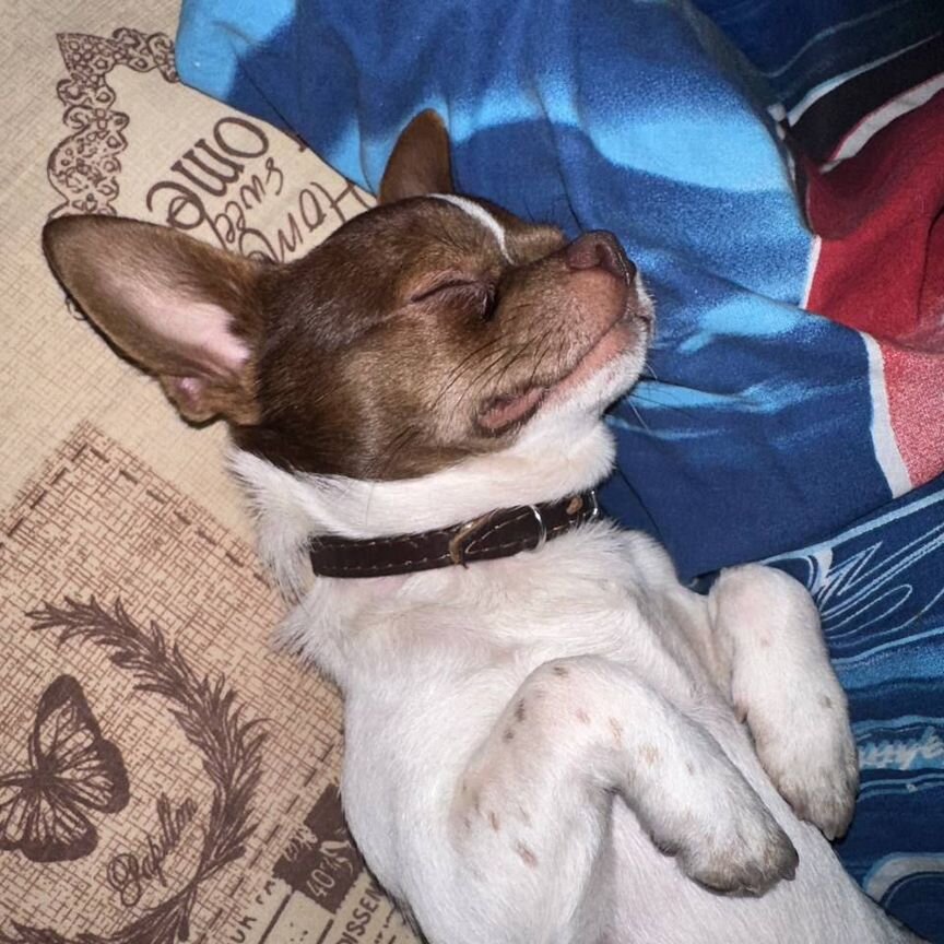 Не продаетсямальчик на вязку Возраст 1 год, вес 3