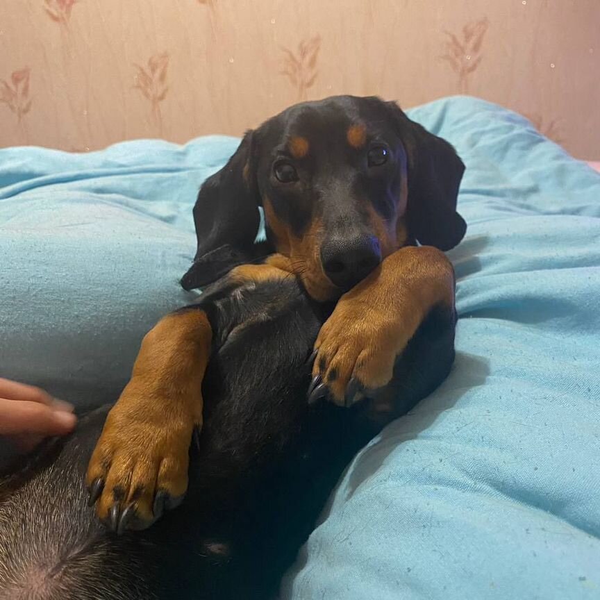 Отдам собаку(временно)